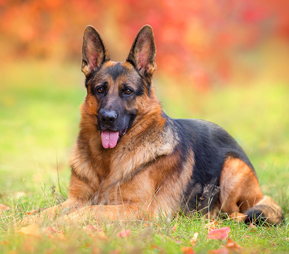 Bioved Pharmaceuticals Natural Products